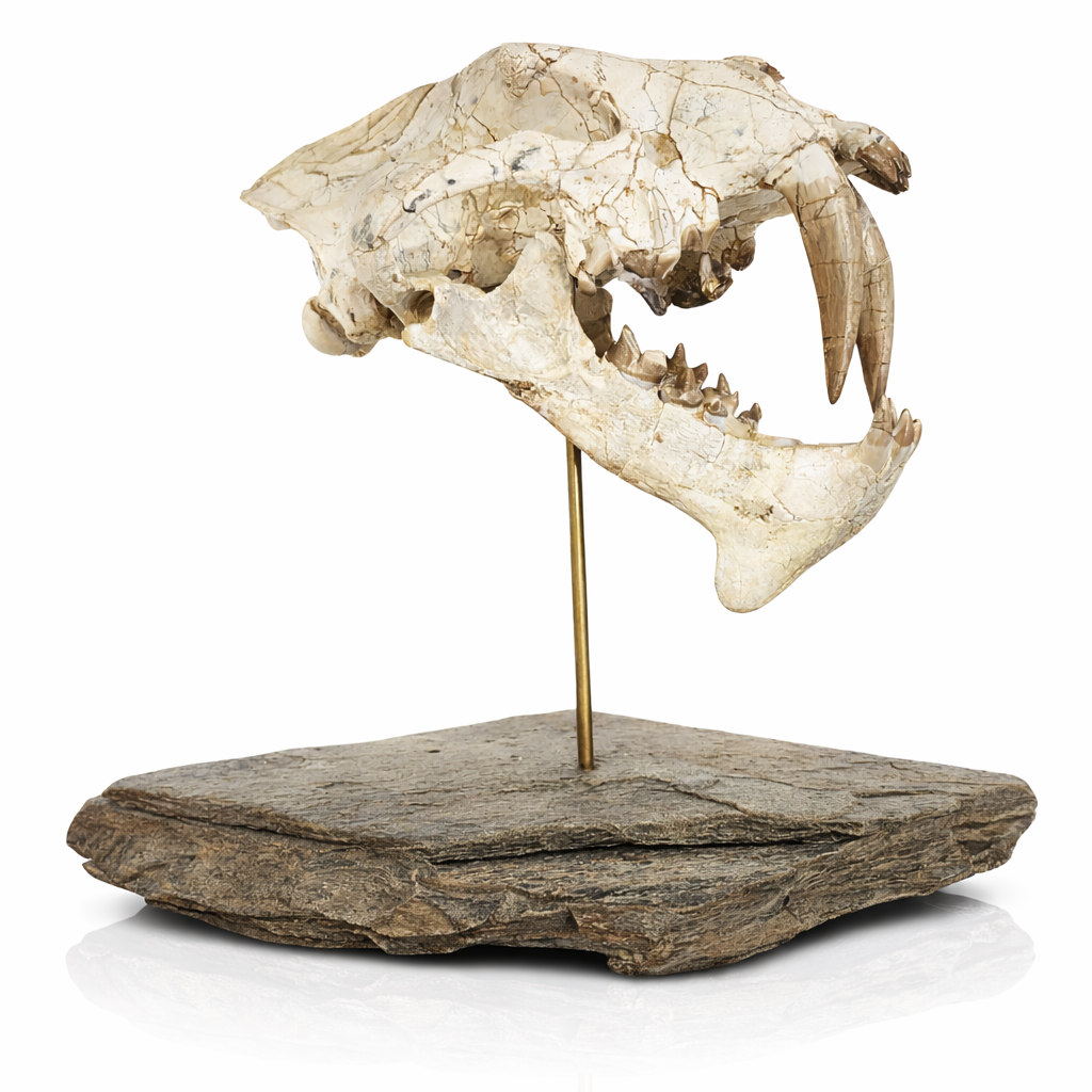 Saber Tooth Tiger Skull – The Quest Gallery & Images of the North