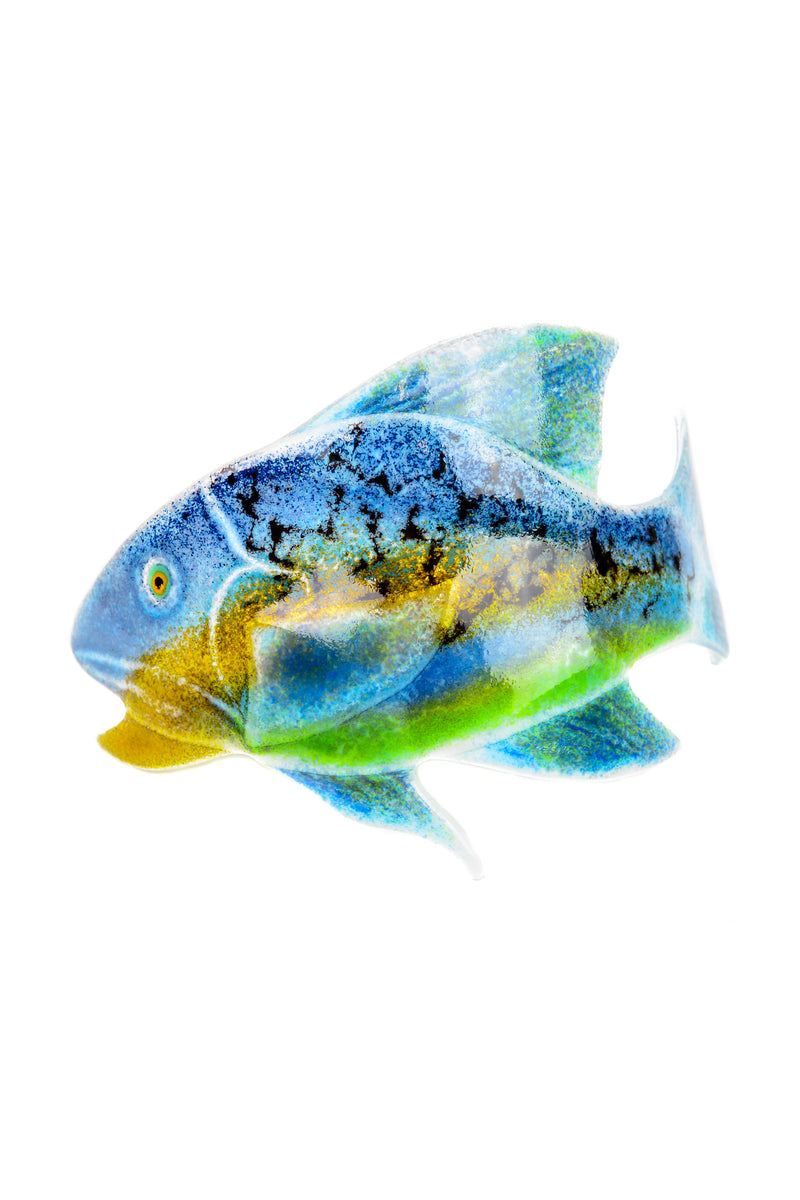 Curved Fish – The Quest Gallery